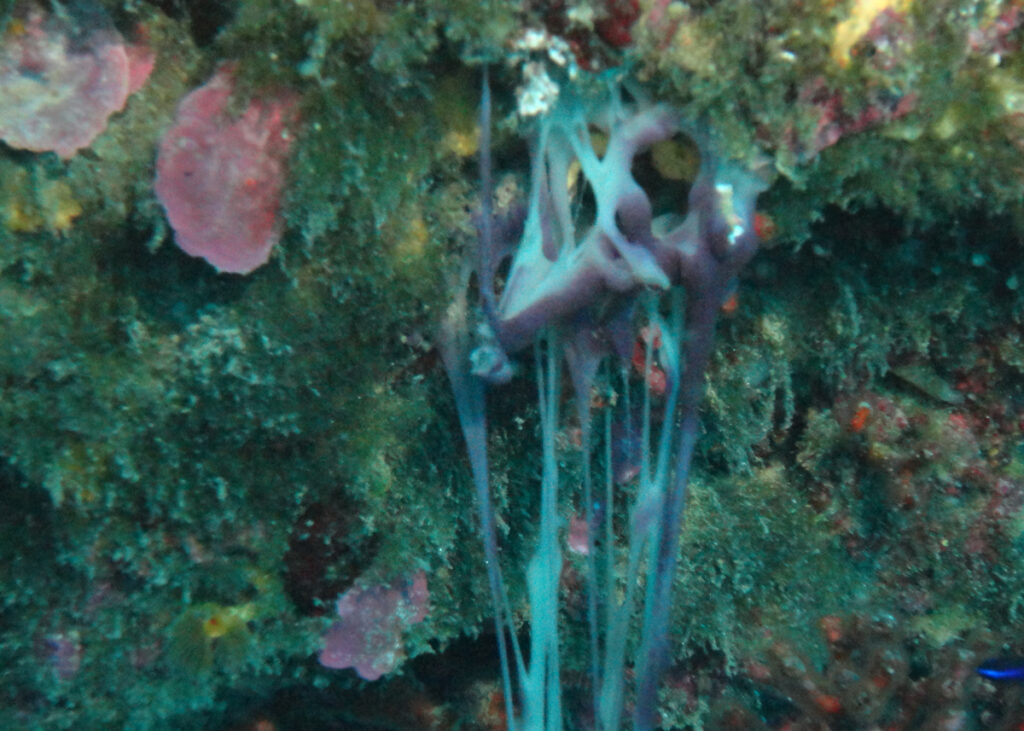 Esponges – Espècies Marines del Mediterrani