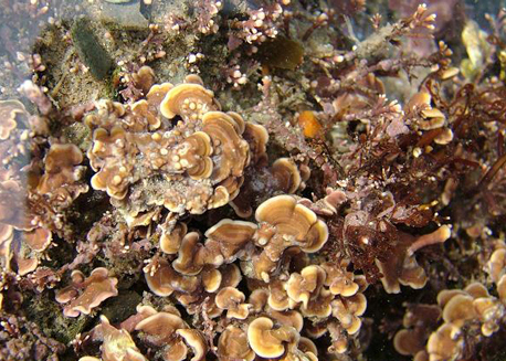 Mesophyllum lichenoides | Mesòfil – Espècies Marines del Mediterrani