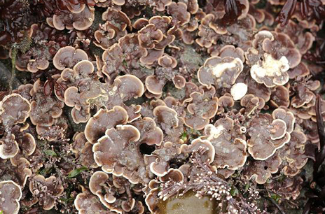 Mesophyllum lichenoides | Mesòfil – Espècies Marines del Mediterrani