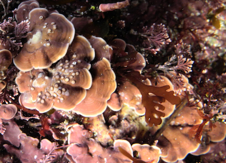 Mesophyllum lichenoides | Mesòfil – Espècies Marines del Mediterrani