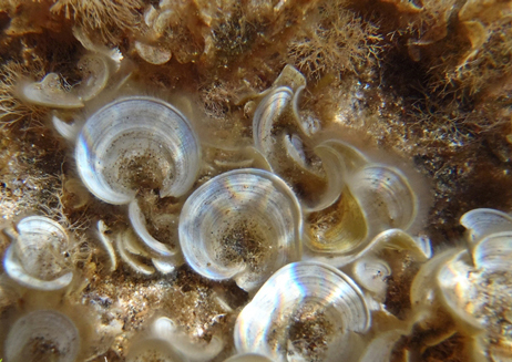 Regne Plantes – Espècies Marines del Mediterrani