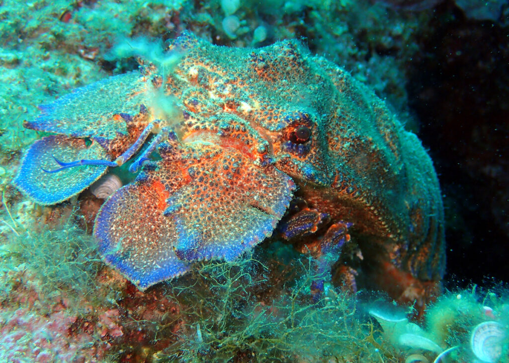 Crustacis | Espècies Marines del Mediterrani