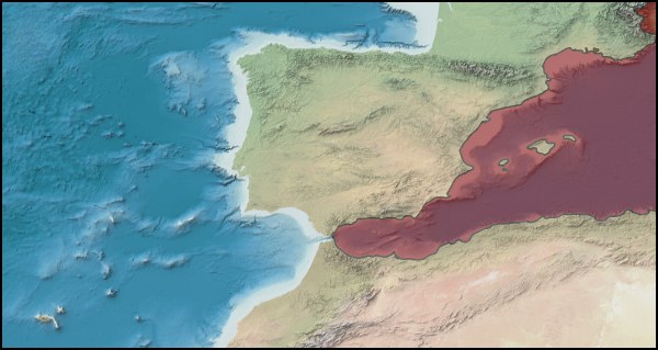 Pinna nobilis | Nacre – Espècies Marines del Mediterrani