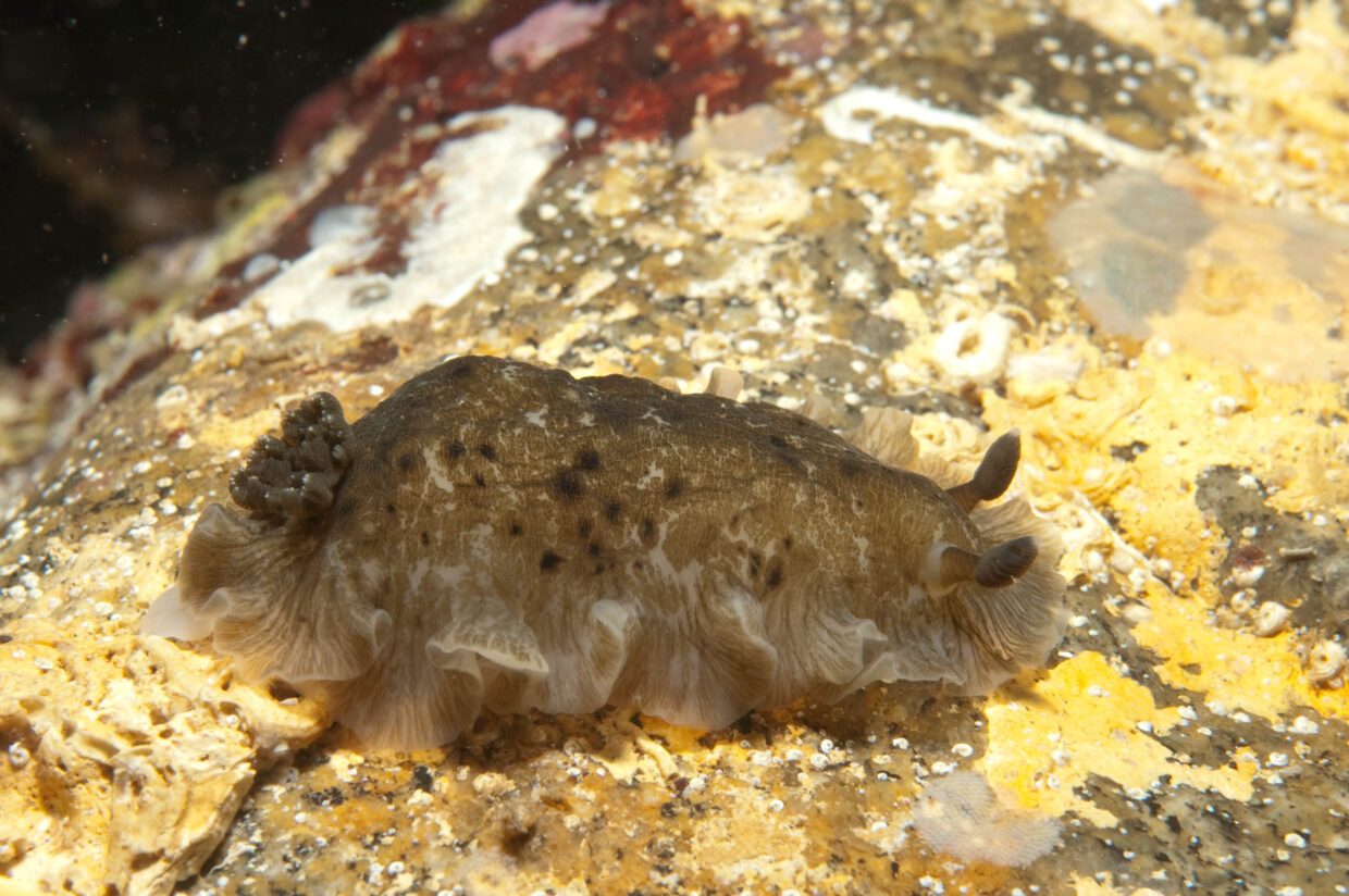 Dendrodoris grandiflora | Doris gegant – Espècies Marines del Mediterrani
