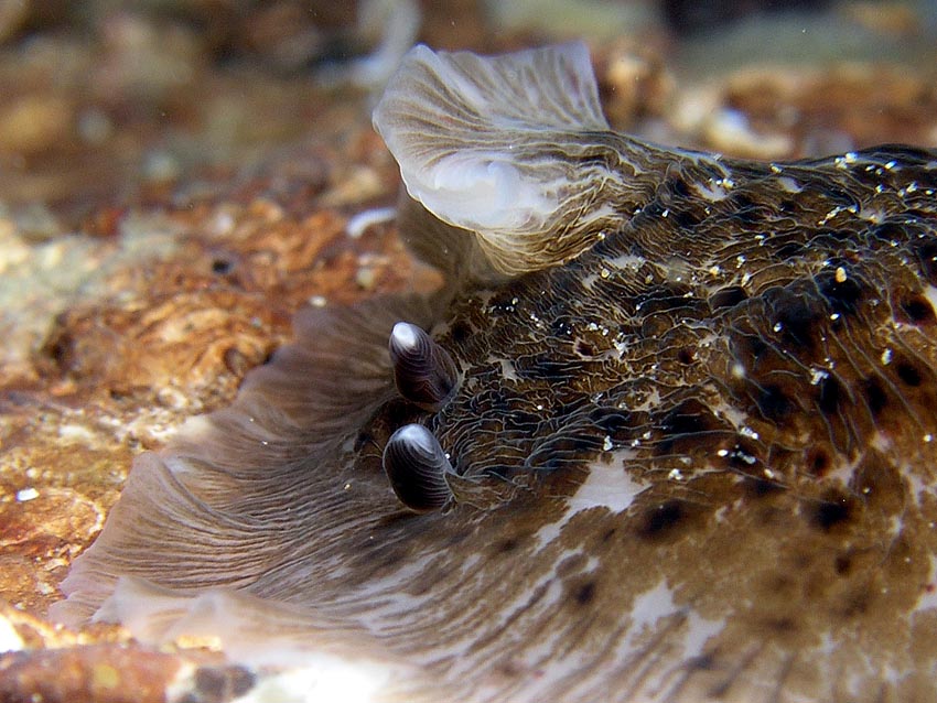 Dendrodoris grandiflora | Doris gegant – Espècies Marines del Mediterrani