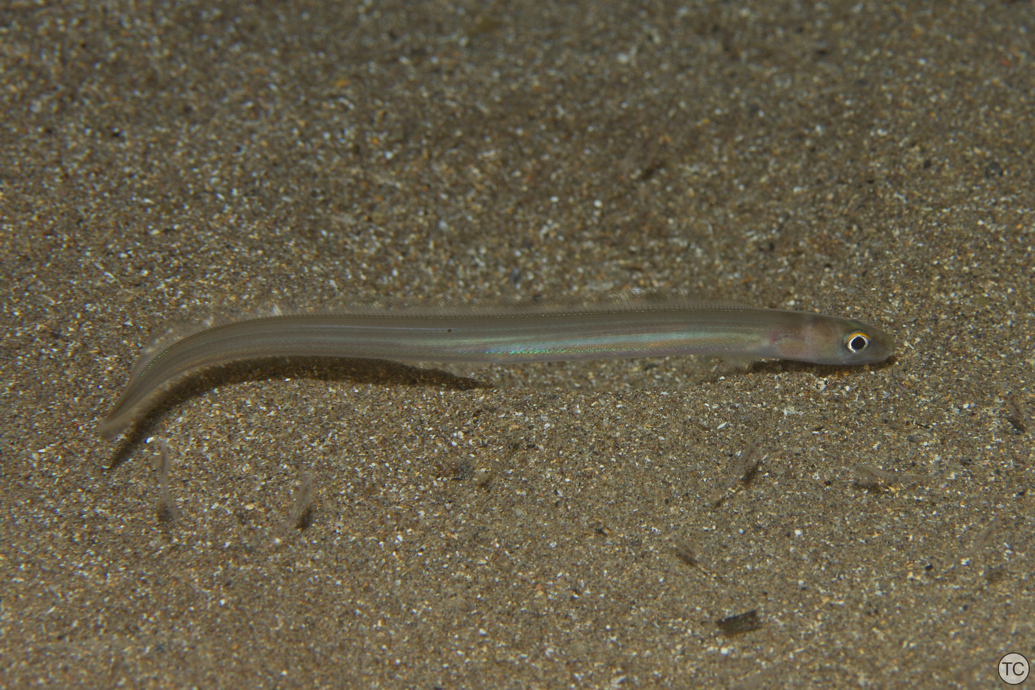 Ariosoma balearicum | Congre dolç – Espècies Marines del Mediterrani