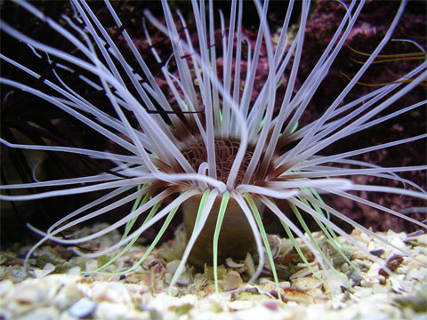 Cerianthus Membranaceus | Anèmona de tub – Espècies Marines del Mediterrani