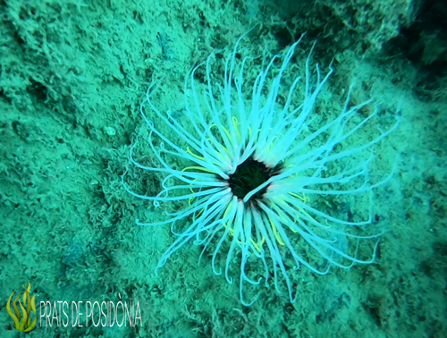 Cerianthus Membranaceus | Anèmona de tub – Espècies Marines del Mediterrani
