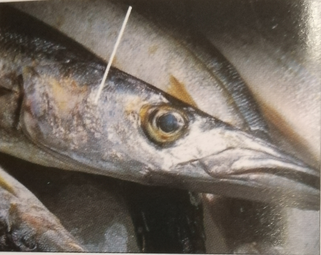 Sphyraena sphyraena | Espet | Espècies Marines del Mediterrani