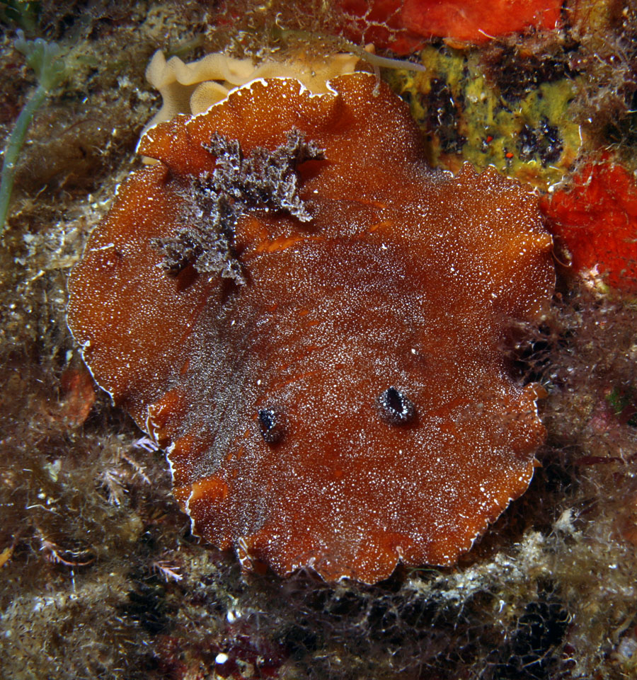 Platydoris argo | Nudibranqui coriat – Espècies Marines del Mediterrani