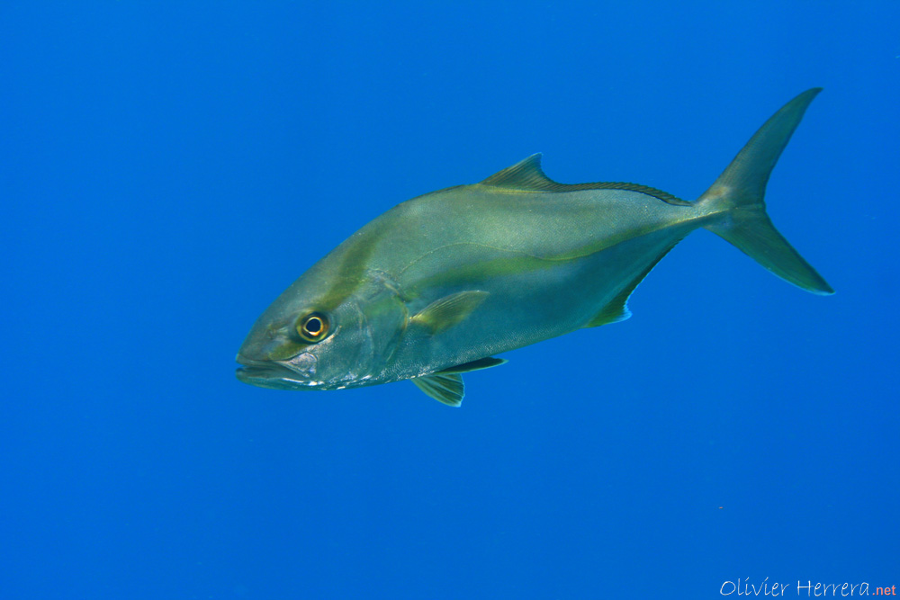 Seriola Dumerili | Cerviola – Espècies Marines del Mediterrani