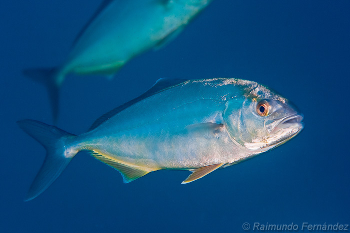Seriola Dumerili | Cerviola – Espècies Marines del Mediterrani