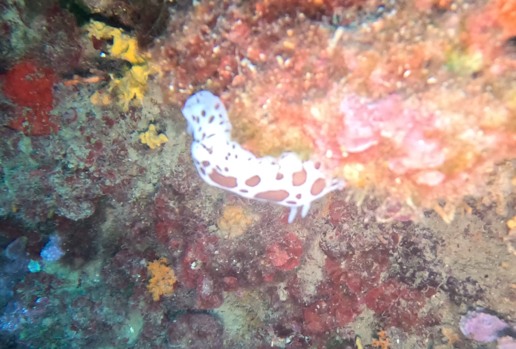 Peltodoris atromaculata | Vaqueta suïssa – Espècies Marines del Mediterrani