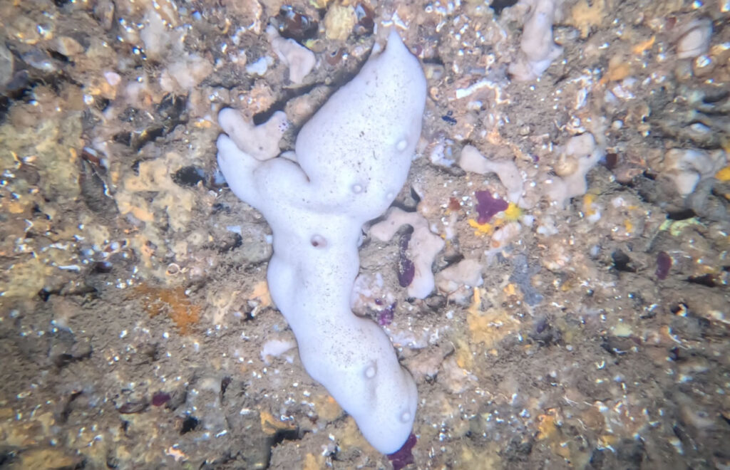 Chondrosia Reniformis | Ronyó de Mar – Espècies Marines del Mediterrani