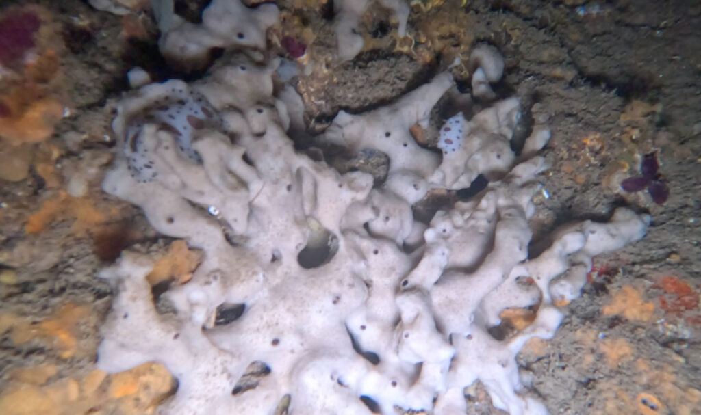 Chondrosia Reniformis | Ronyó de Mar – Espècies Marines del Mediterrani