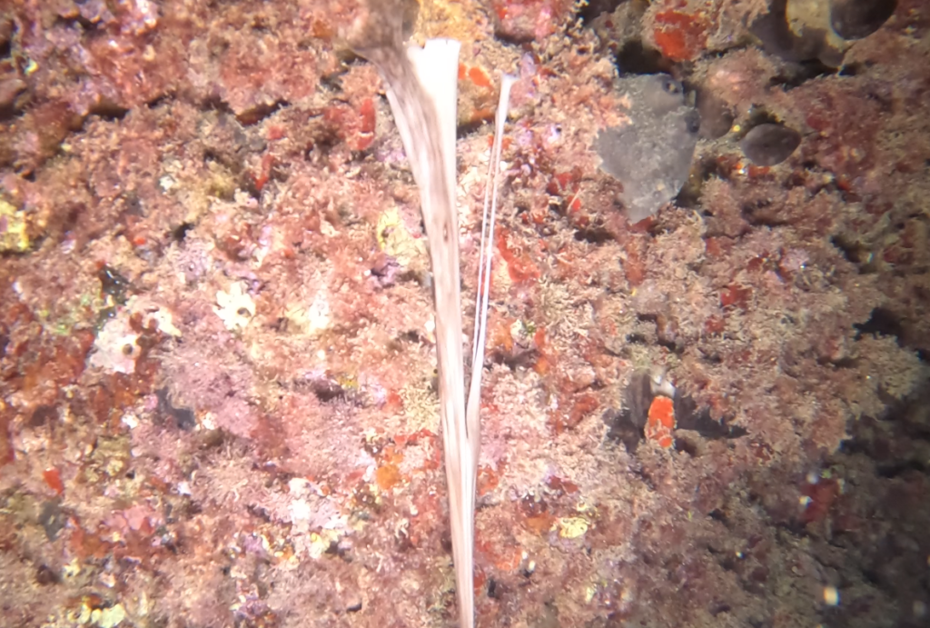 Chondrosia Reniformis | Ronyó de Mar – Espècies Marines del Mediterrani