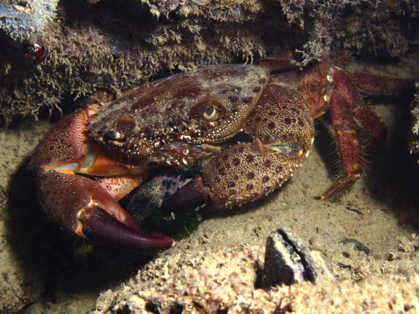 Eriphia Verrucosa | Cranc Pelut – Espècies Marines del Mediterrani