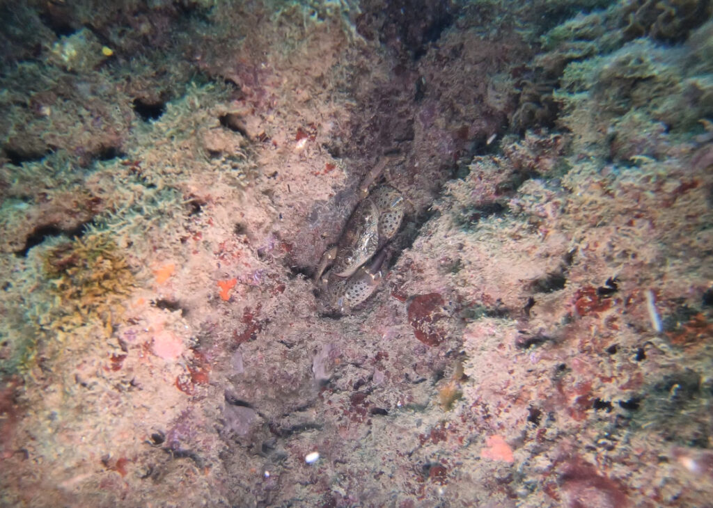 Eriphia Verrucosa | Cranc Pelut – Espècies Marines del Mediterrani
