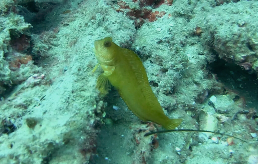Gobius Auratus | Gòbit Daurat - Espècies Marines del Mediterrani