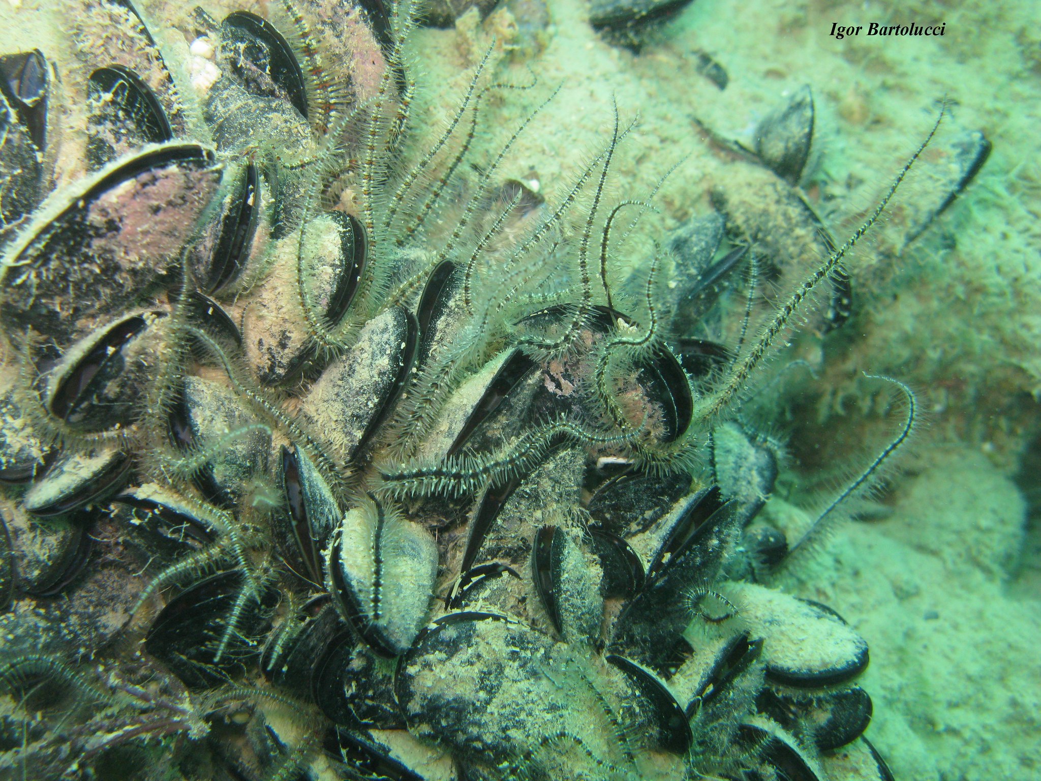 Ophiothrix fragilis | Ofiura – Espècies Marines del Mediterrani