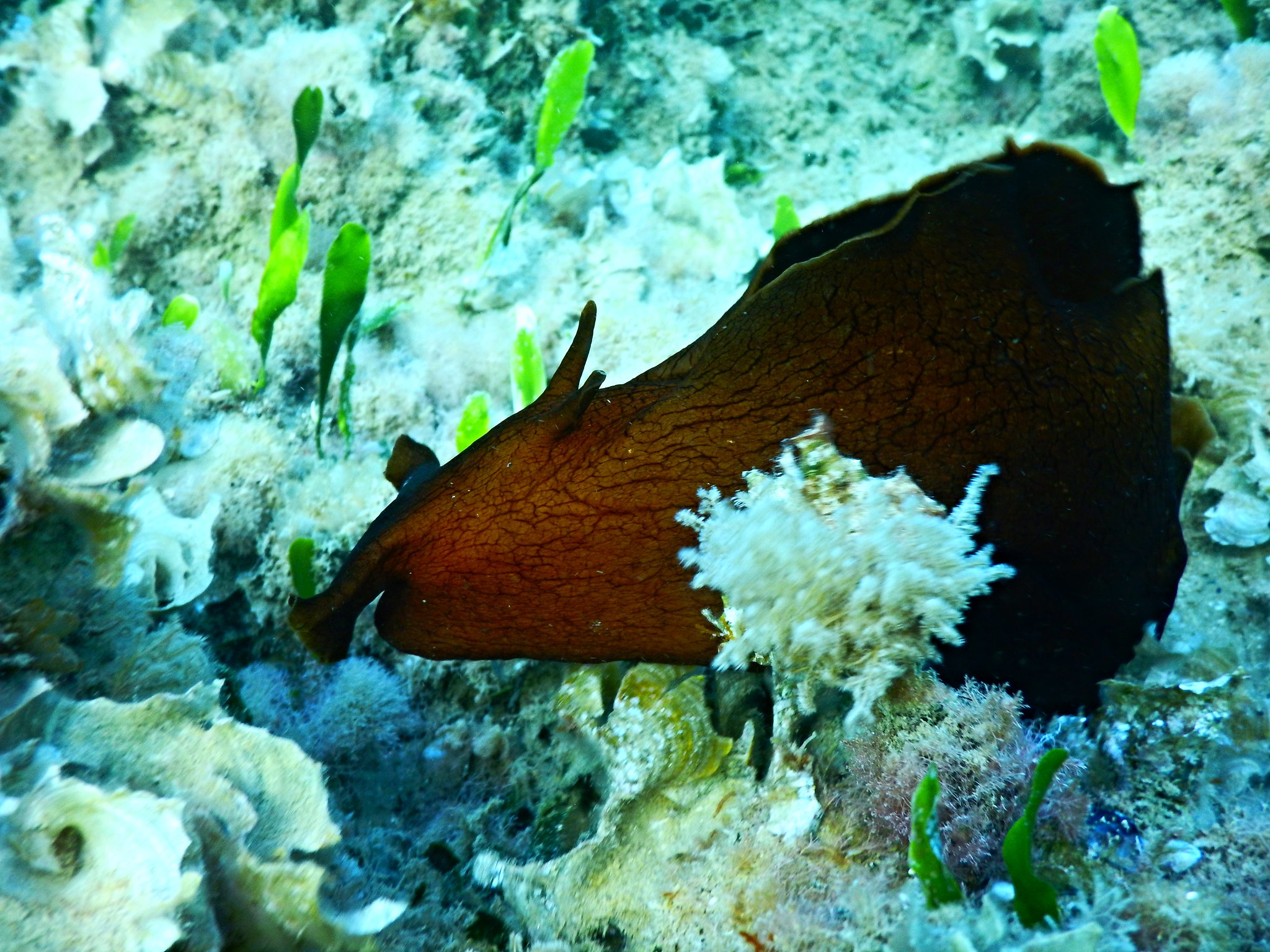 Aplysia punctata | Llebre de mar tacada – Espècies Marines del Mediterrani