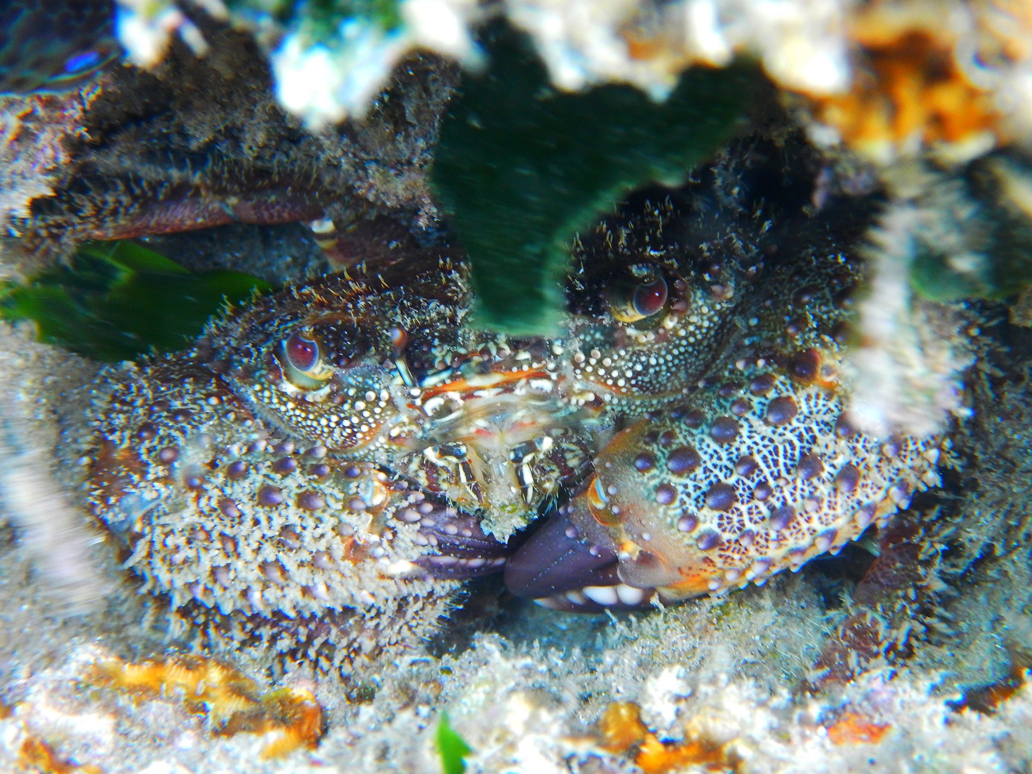 Eriphia Verrucosa | Cranc Pelut – Espècies Marines del Mediterrani