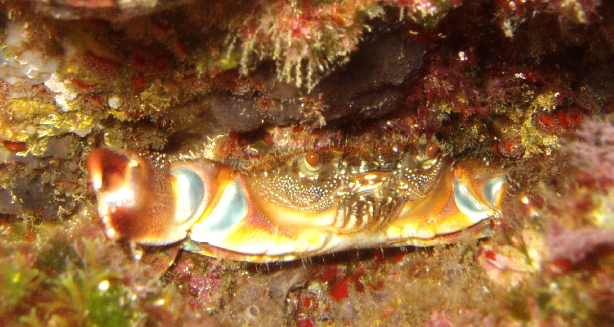 Eriphia Verrucosa | Cranc Pelut – Espècies Marines del Mediterrani