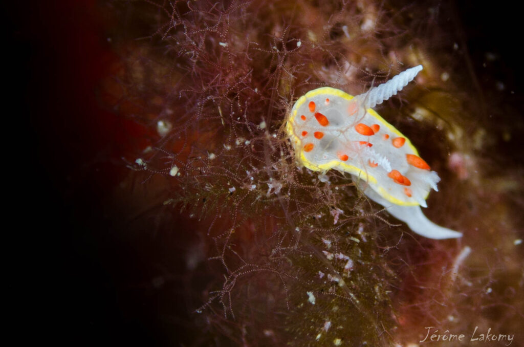 Diaphorodoris papillata | Llavis roses – Espècies Marines del Mediterrani