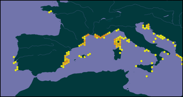 Halocynthia papillosa | Ascidi roig – Espècies Marines del Mediterrani