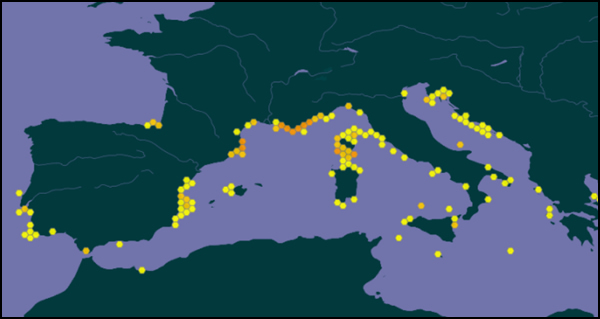 Peltodoris atromaculata | Vaqueta suïssa – Espècies Marines del Mediterrani