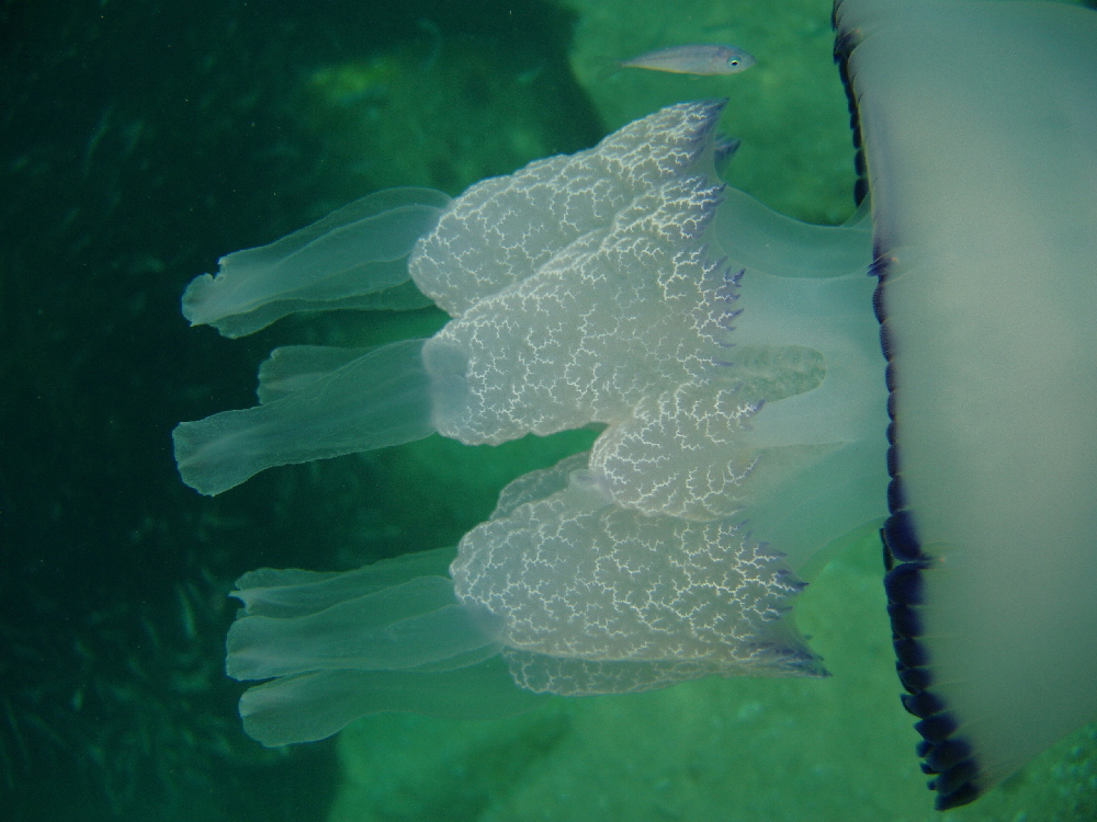 Rhizostoma pulmo | Borm blau – Espècies Marines del Mediterrani