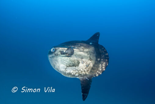 Mola mola | Peix lluna | Espècies Marines del Mediterrani