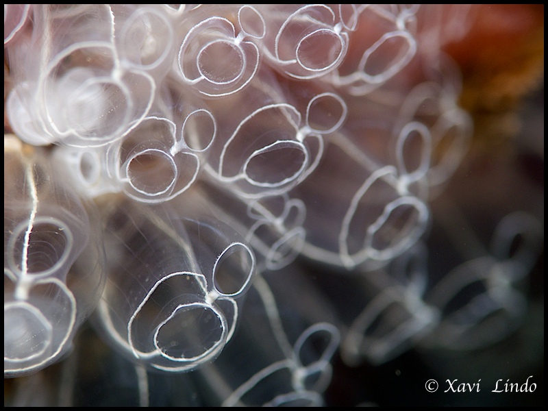 Clavelina lepadiformis | Clavellina de cristall – Espècies Marines del ...