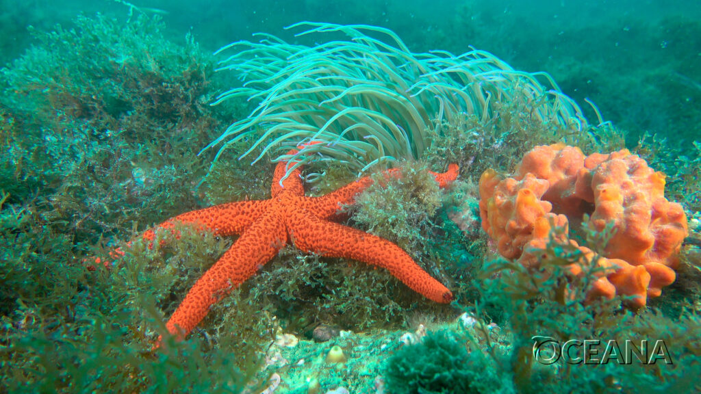 Echinaster sepositus | Estrella vermella – Espècies Marines del Mediterrani