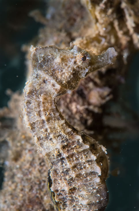 Hippocampus hippocampus | Cavallet de mar – Espècies Marines del ...