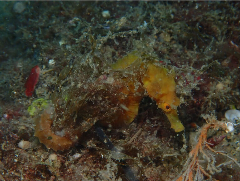 Hippocampus hippocampus | Cavallet de mar – Espècies Marines del ...